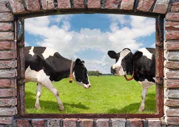 tuinposter-aanbieding 95x130 cm Boerenvenster koeien met ringen